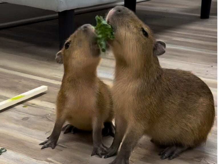 Get Ready to Cuddle Up with Capybaras at St. Augustine's Newest Cafe
